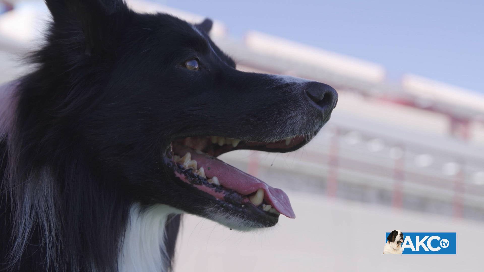 Inside the AKC DNA Program | AKC.tv