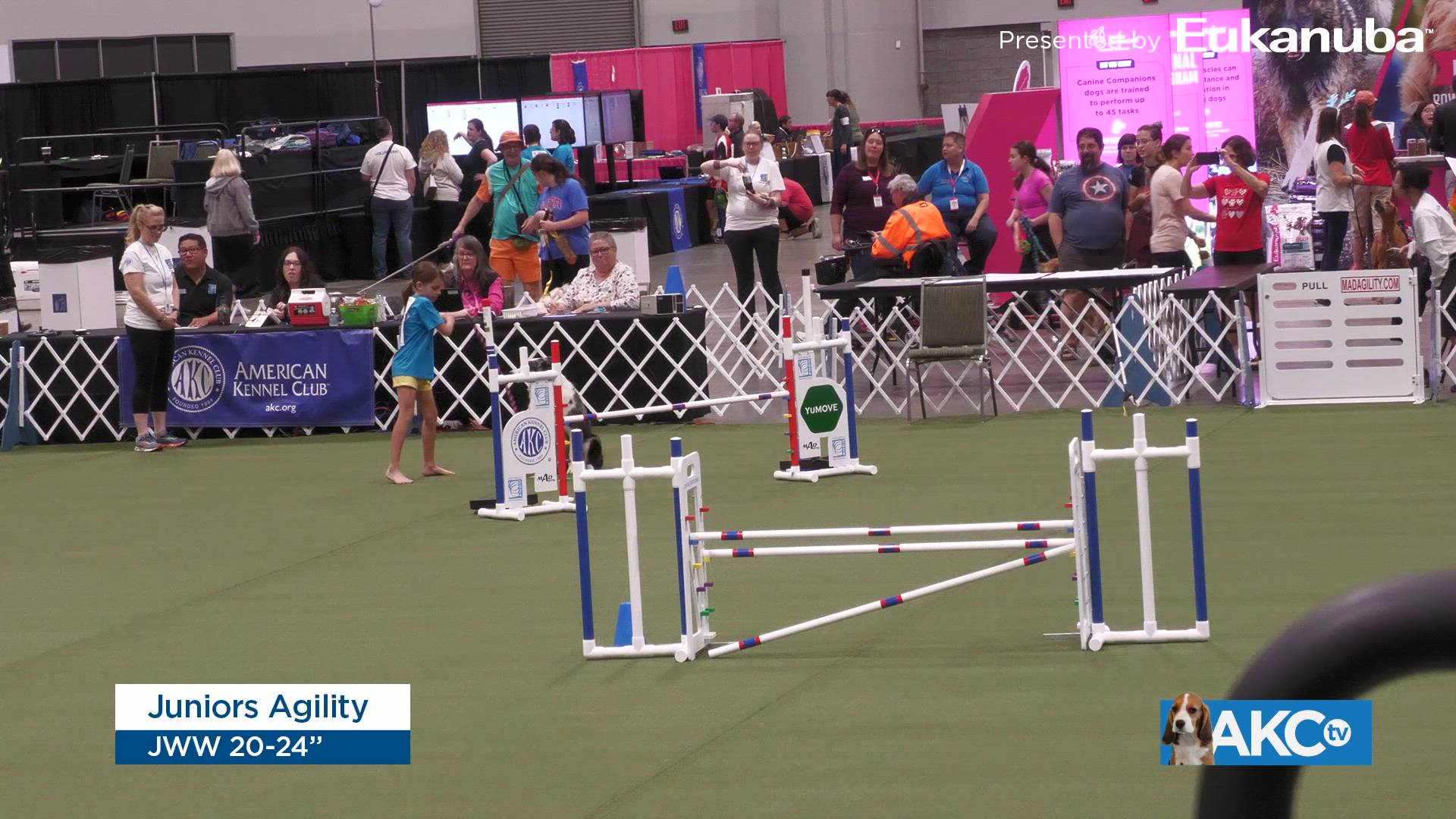 2024 Agility Invitational Finals | AKC.tv