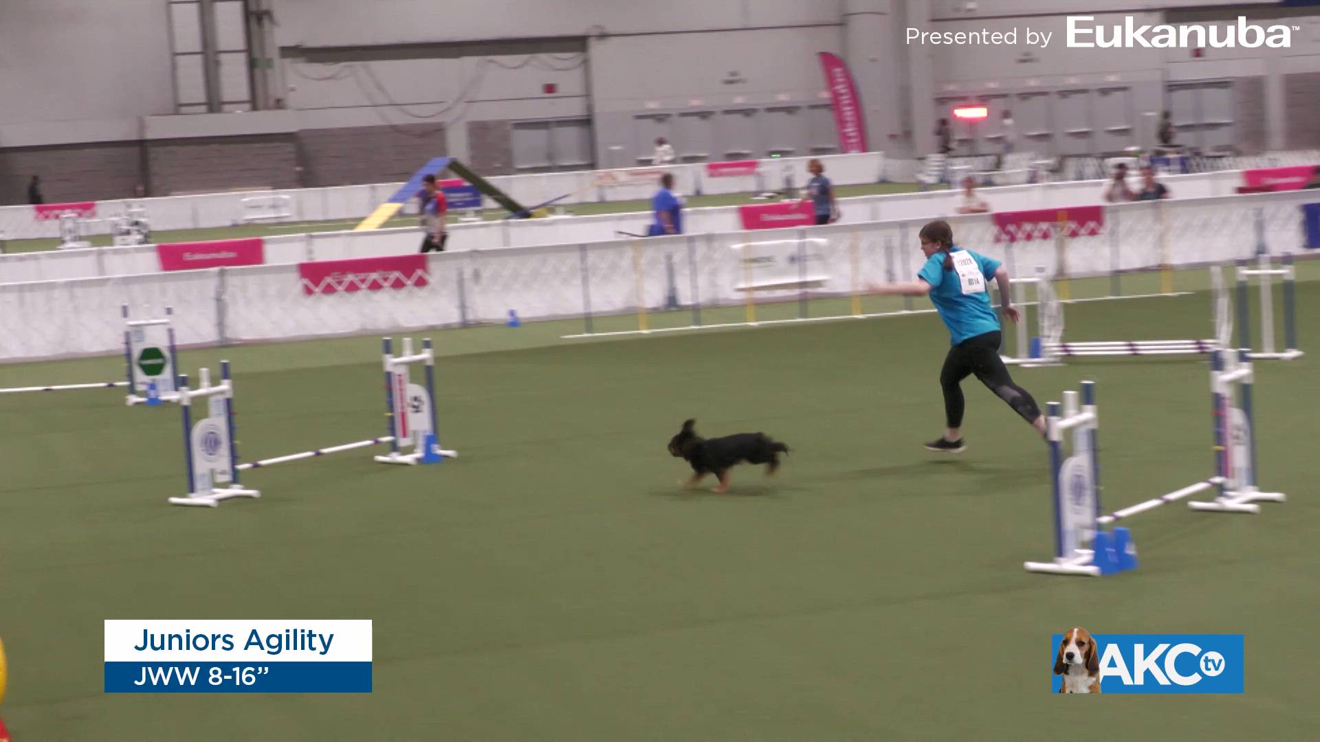 Juniors JWW 8-16 Inch | AKC.tv