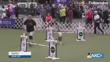 JWW 20 Inch | AKC.tv