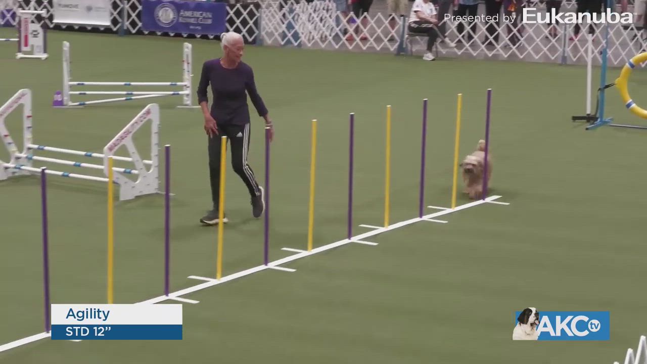 2024 Agility Invitational Finals | AKC.tv