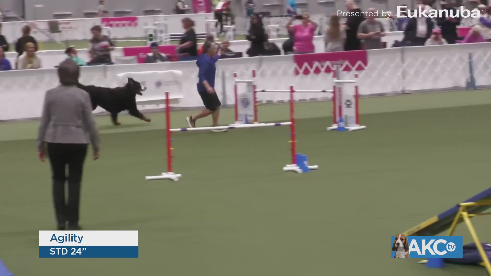 Standard 24 Inch | AKC.tv