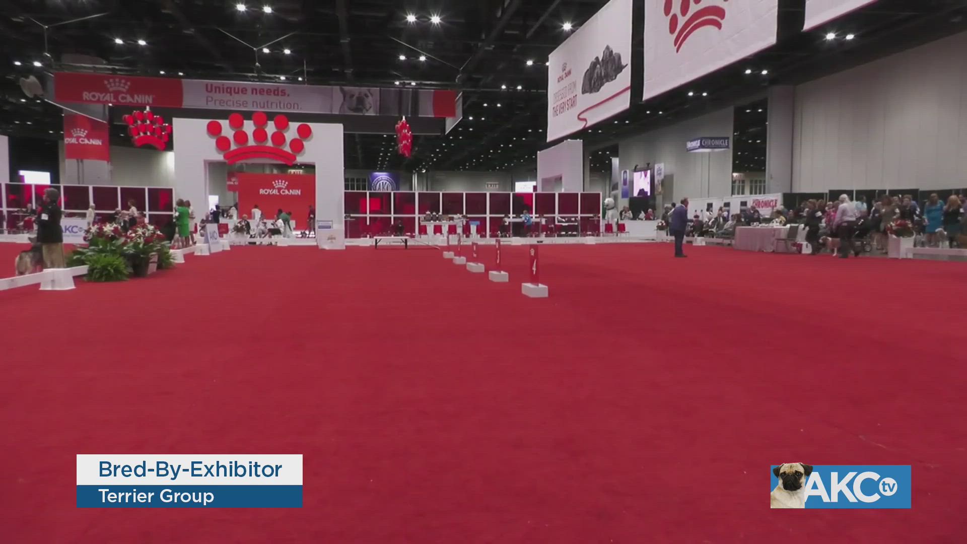 Terrier Group | AKC.tv