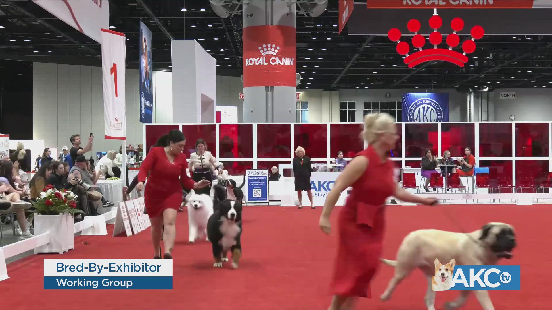 Working Group | AKC.tv