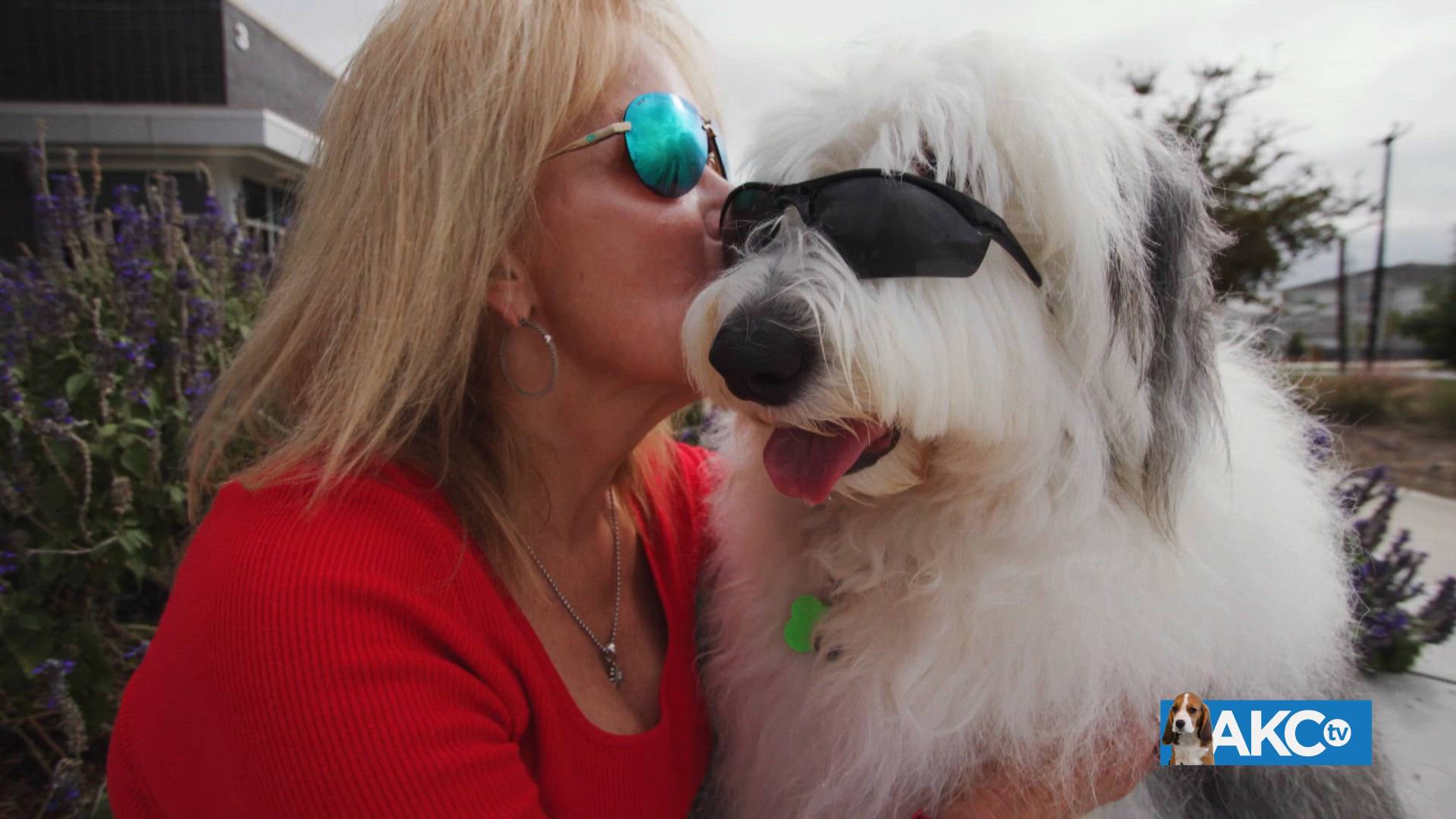 AKC Good Dog TV 2025 | AKC.tv