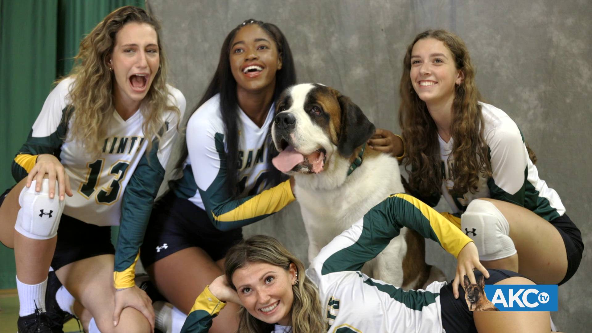 A Look Into 2023's Most Popular Dog Breeds | AKC.tv