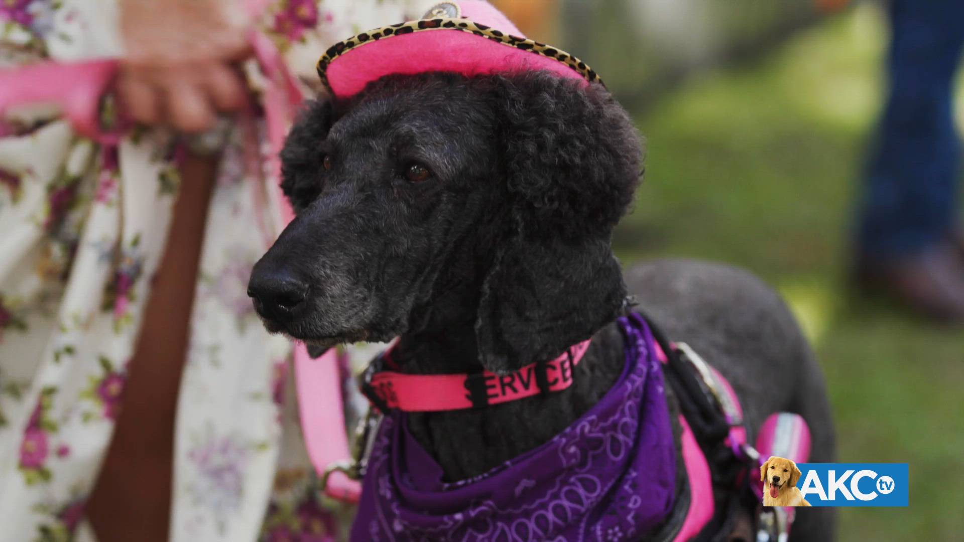 2024 ACE Award Service Dog: Kissable Katie | AKC.tv