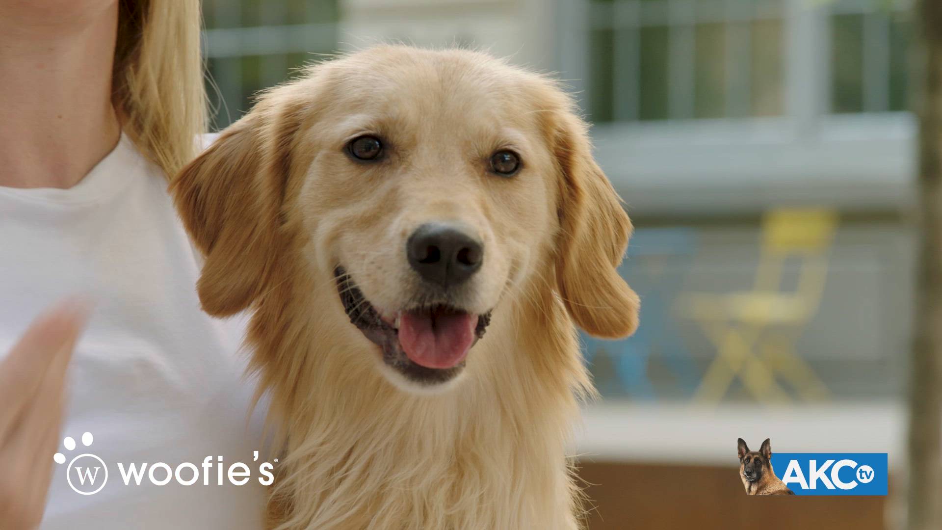 AKC Good Dog TV 2025 | AKC.tv