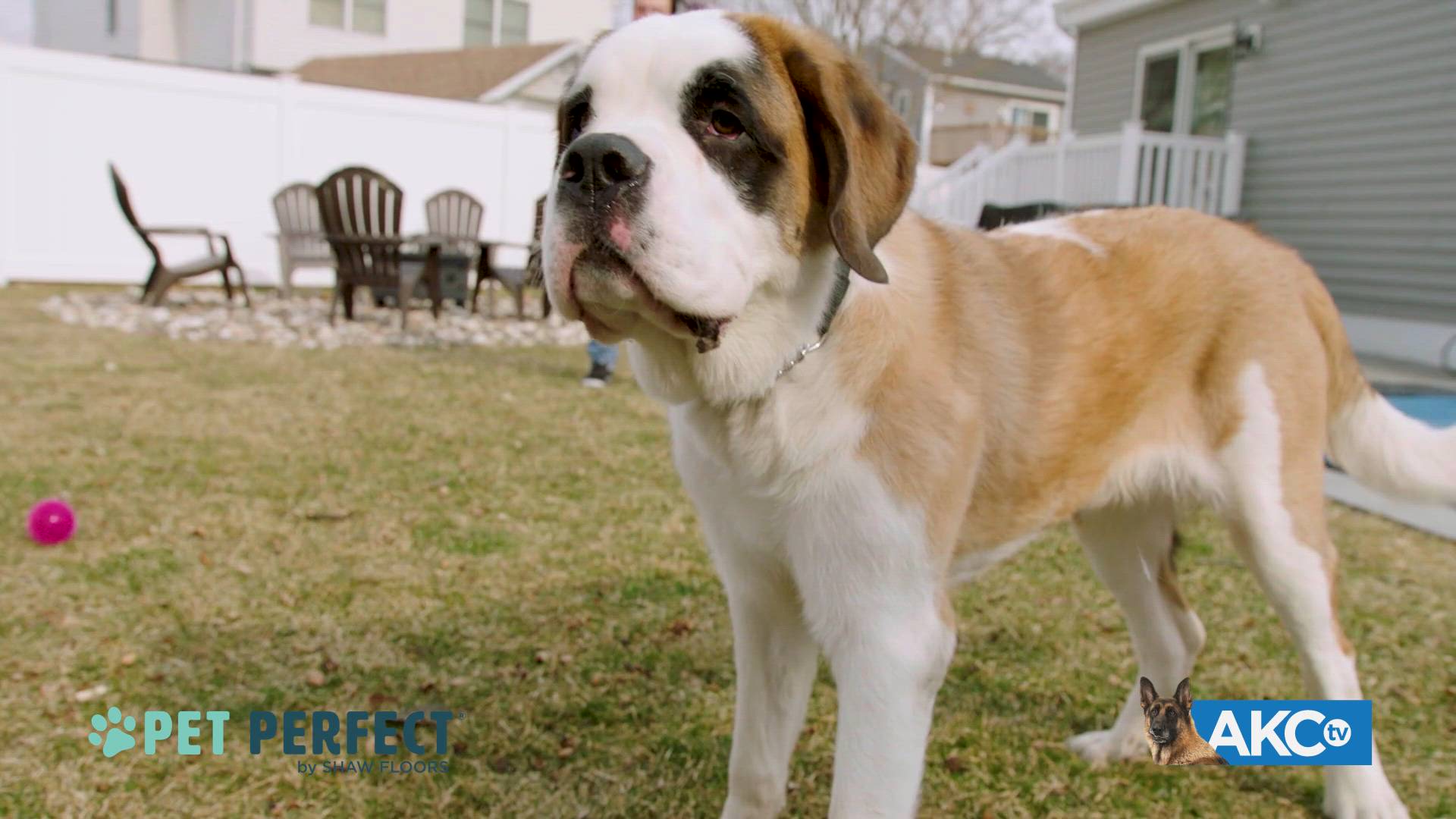 Inside the AKC DNA Program | AKC.tv