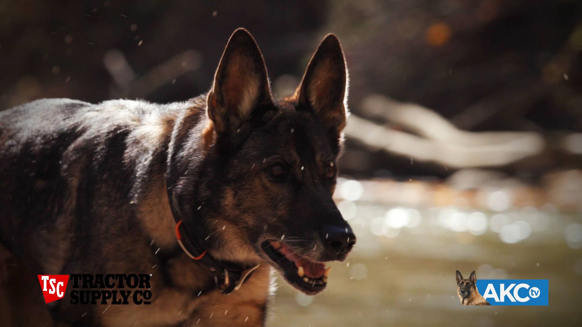 2024 ACE Award Search and Rescue Dog: Besa | AKC.tv