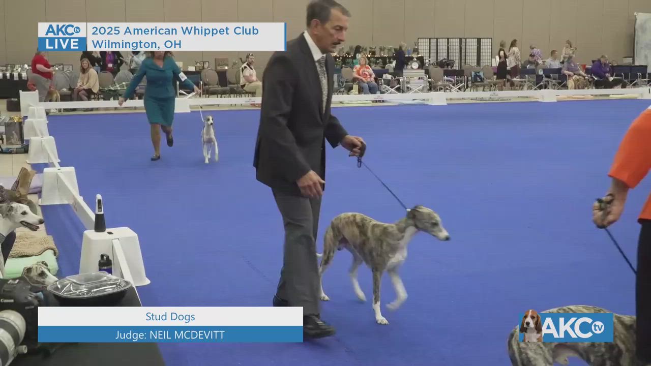 Stud Dogs | AKC.tv