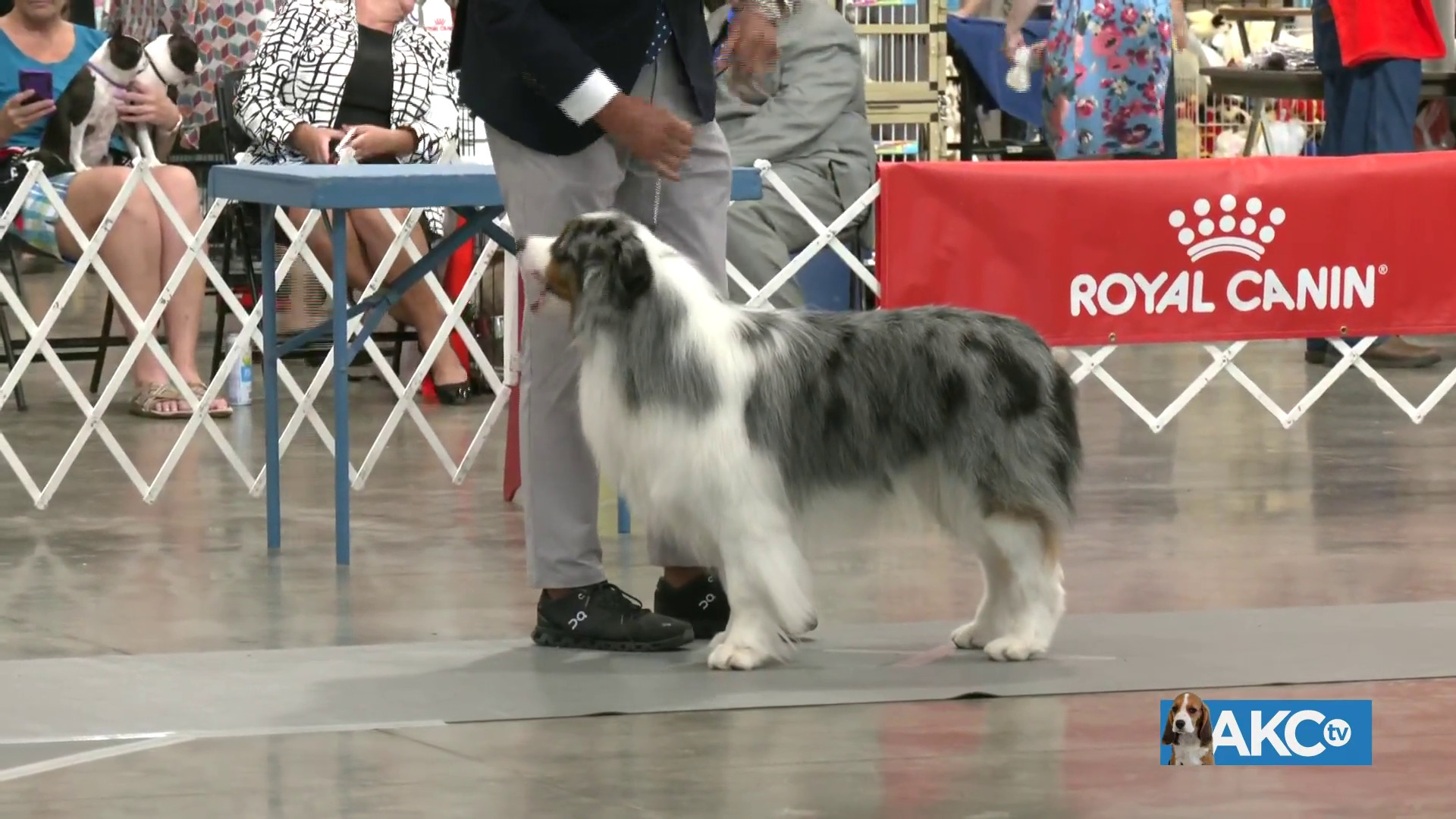 Herding Group | AKC.tv