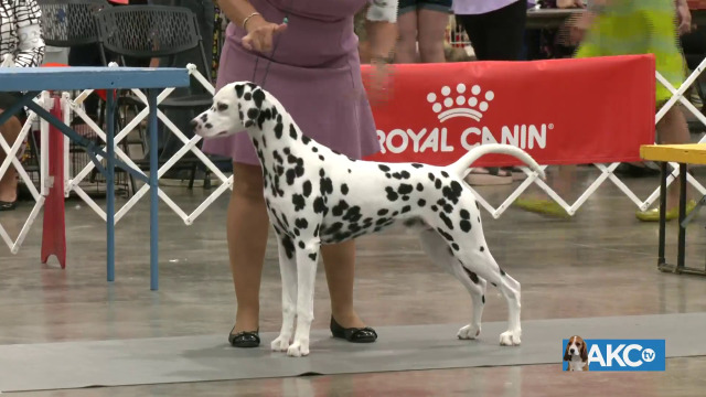 Non-Sporting Group | AKC.tv