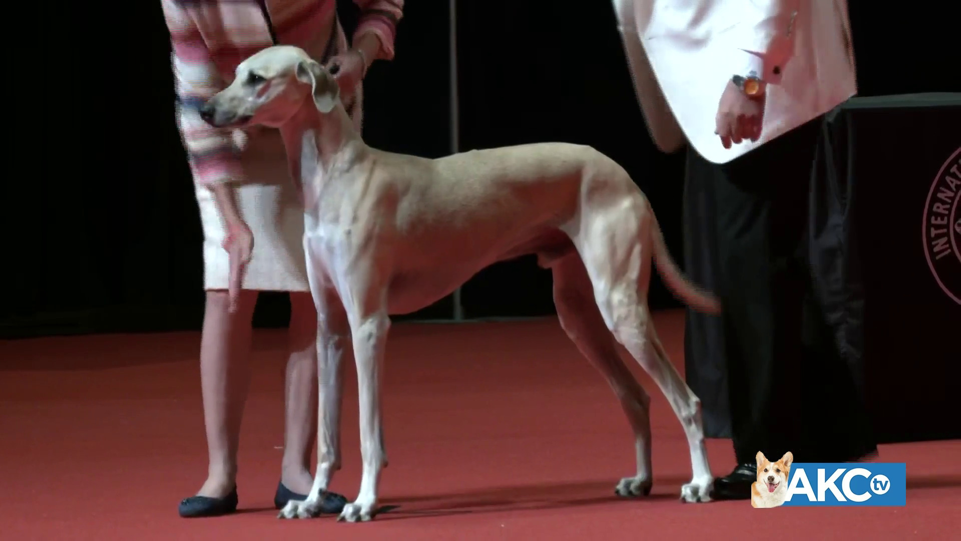 Hound Group | AKC.tv