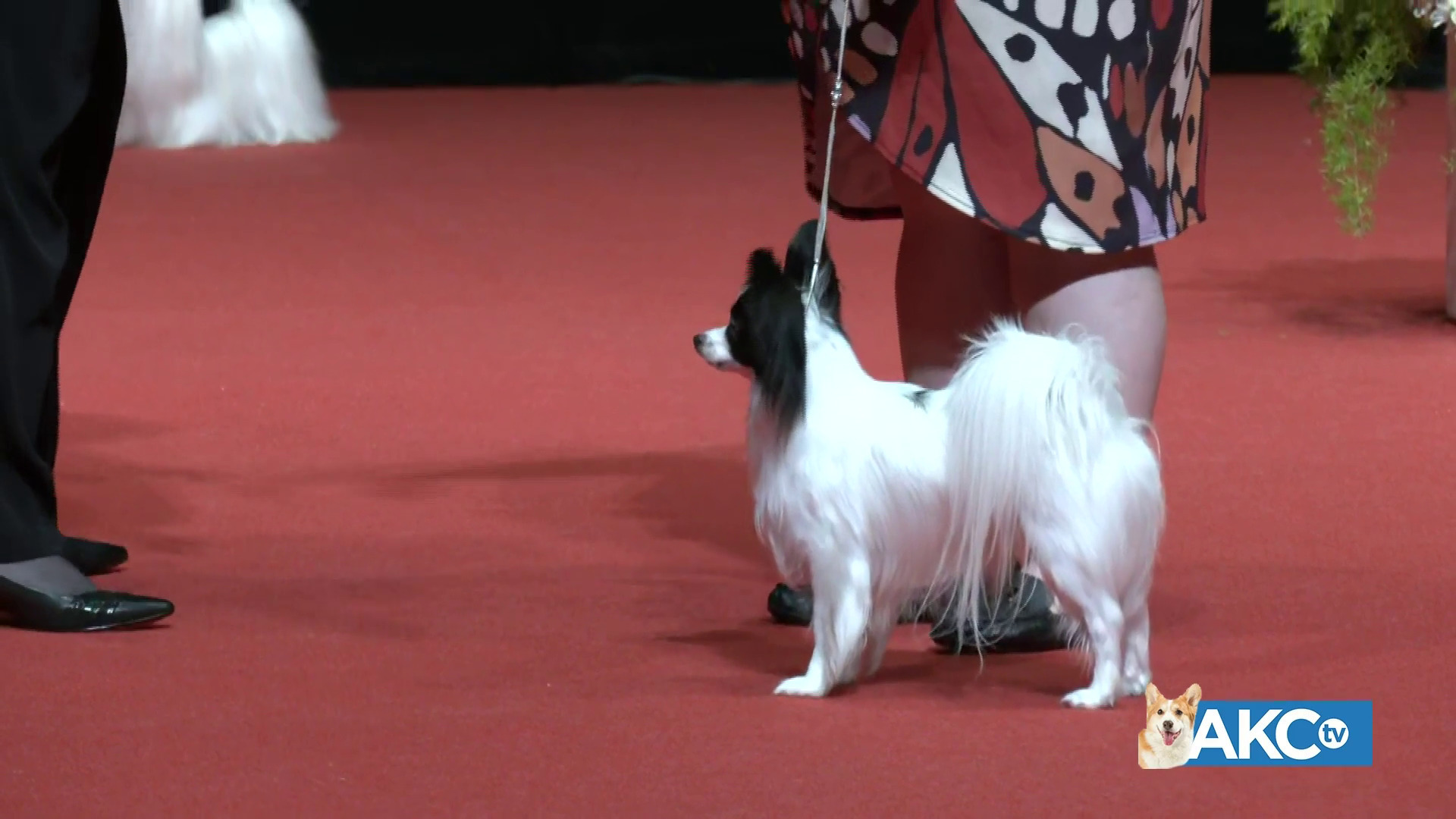 2023 International Kennel Club of Chicago - Full Show | AKC.tv