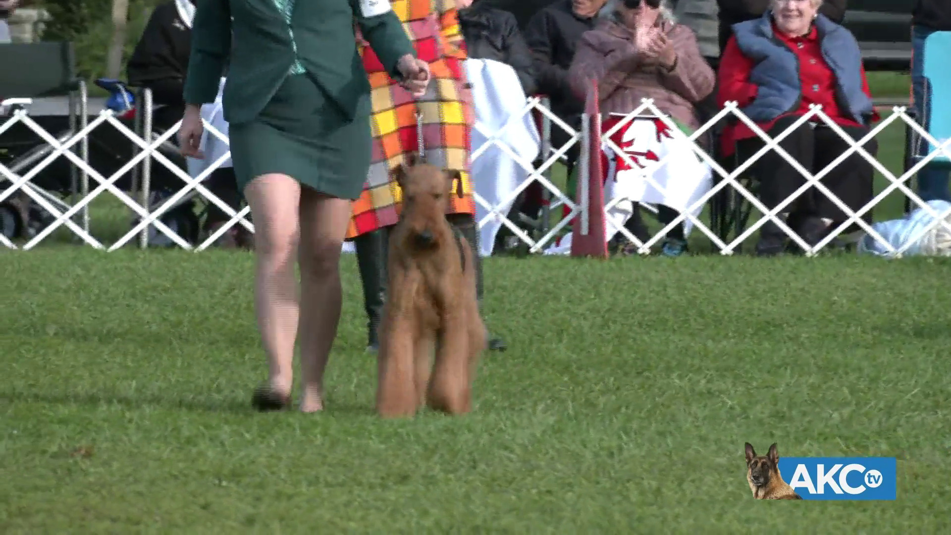 Best In Show | AKC.tv