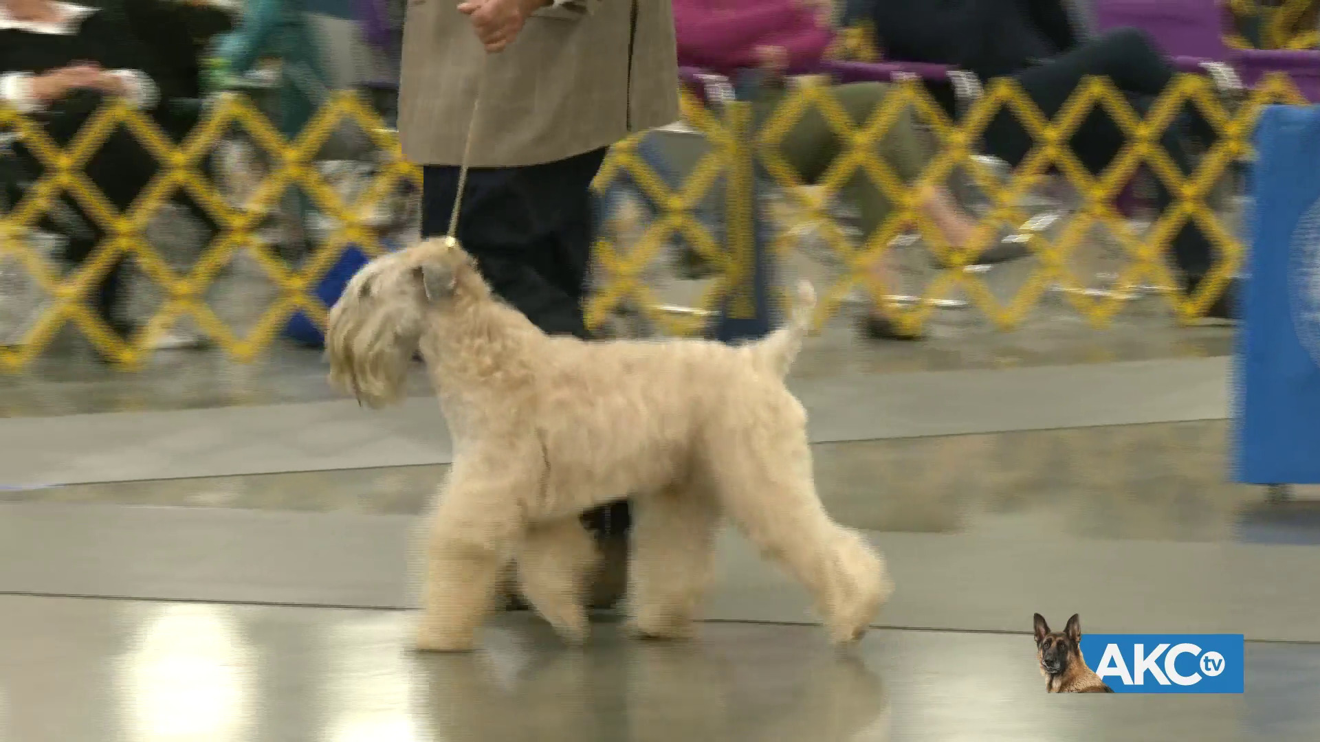 Terrier Group | AKC.tv