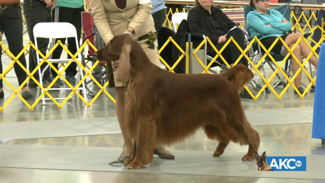 Non-Sporting Group | AKC.tv