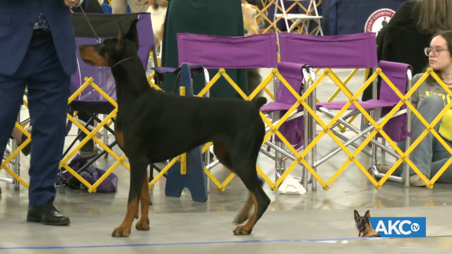 Herding Group | AKC.tv