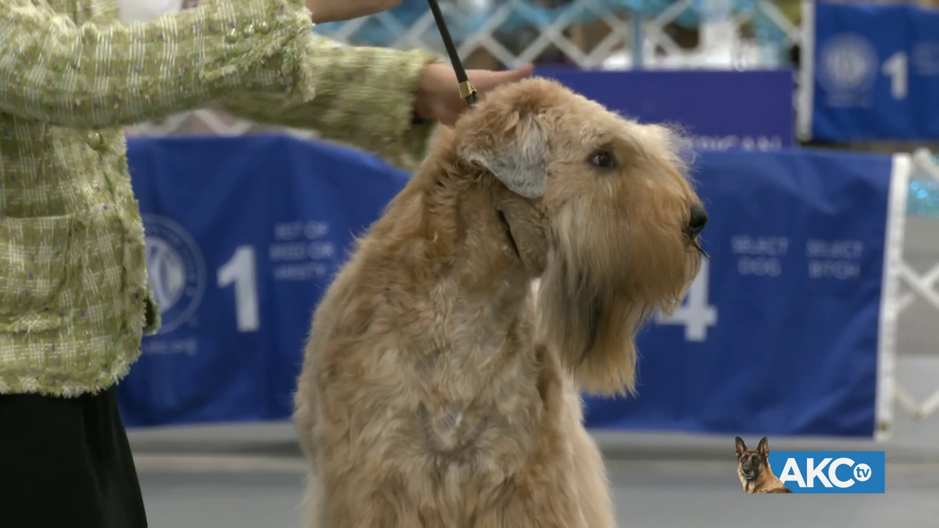 Terrier Group | AKC.tv
