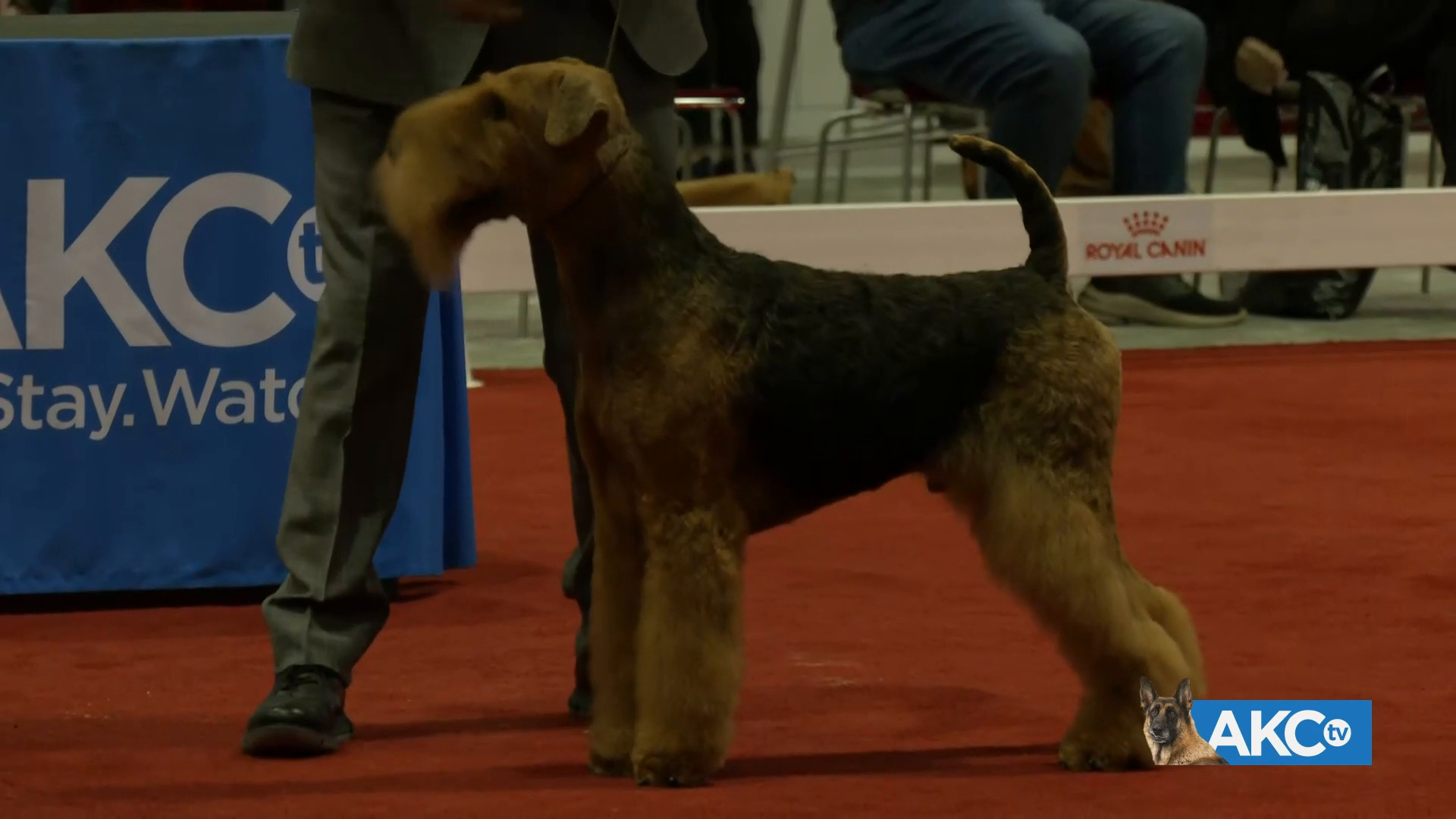 Terrier Group | AKC.tv