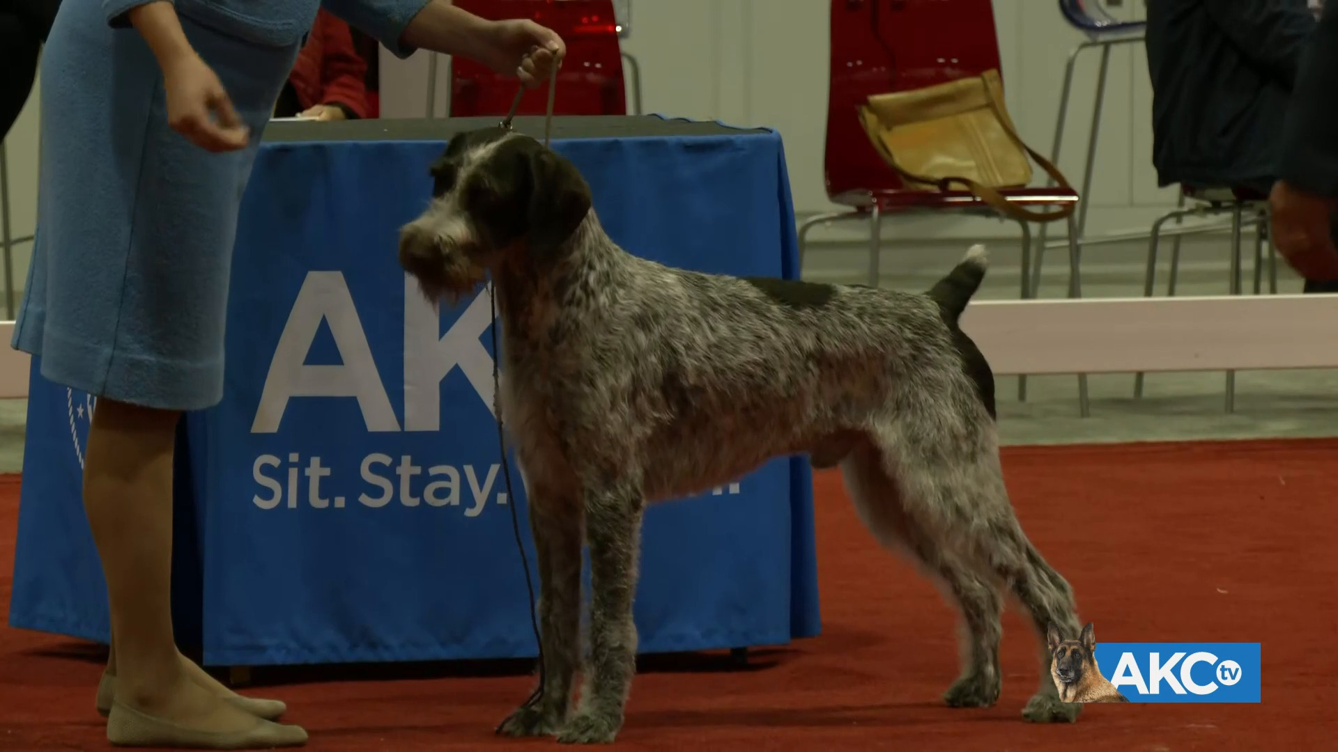 Sporting Group | AKC.tv