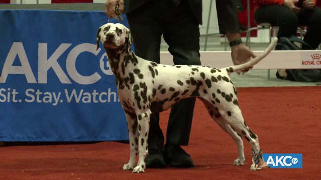 Non-Sporting Group | AKC.tv