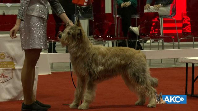 Herding Group | AKC.tv