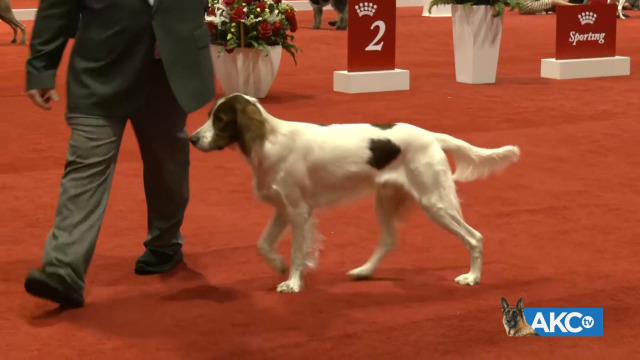 Non-Sporting Group | AKC.tv