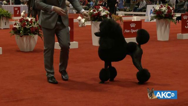 Non-Sporting Group | AKC.tv