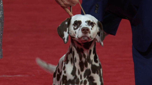 Non-Sporting Group | AKC.tv