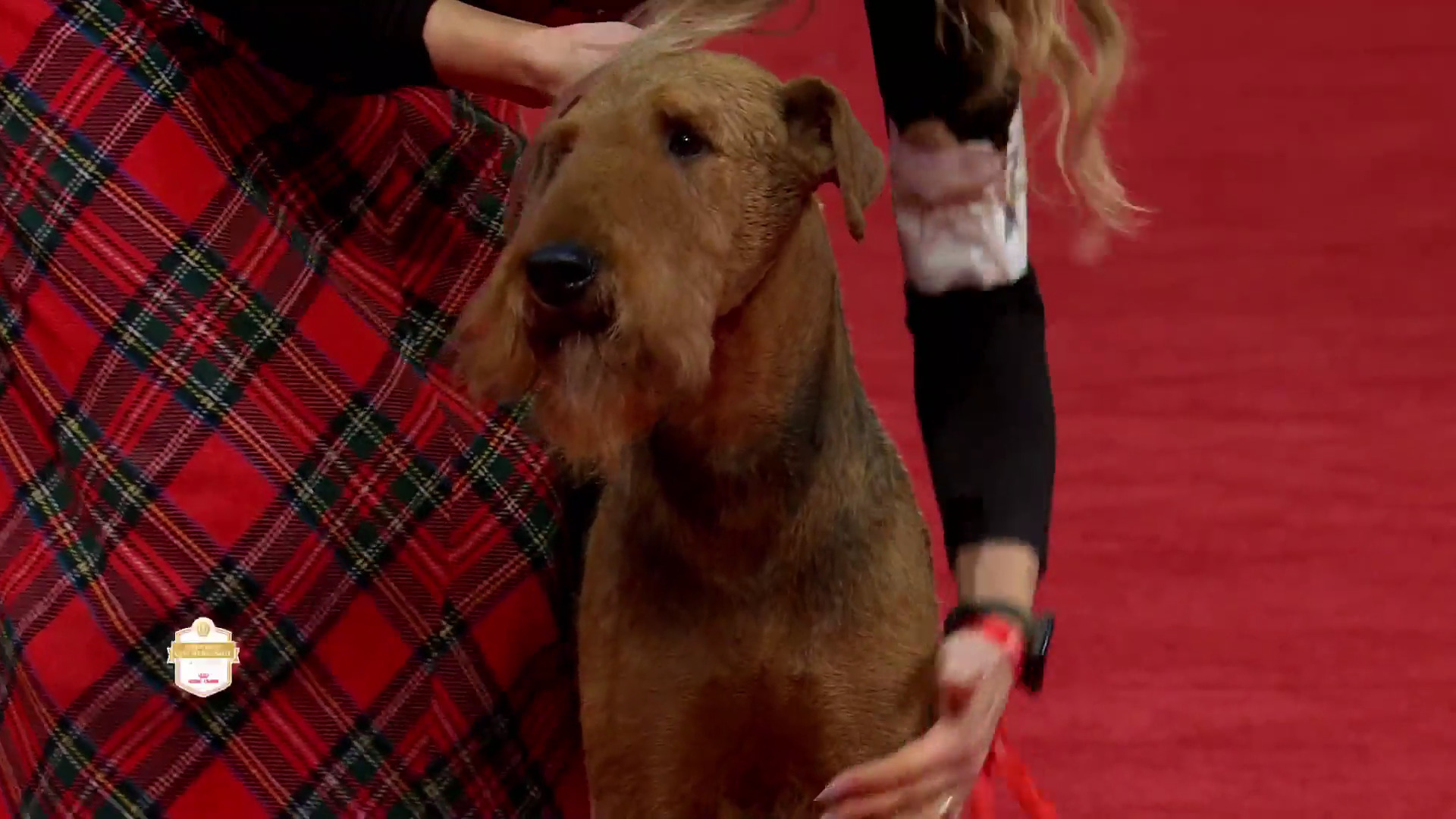 Terrier Group | AKC.tv