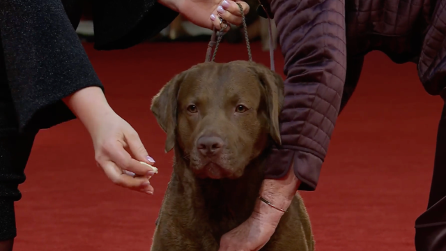 Non-Sporting Group | AKC.tv