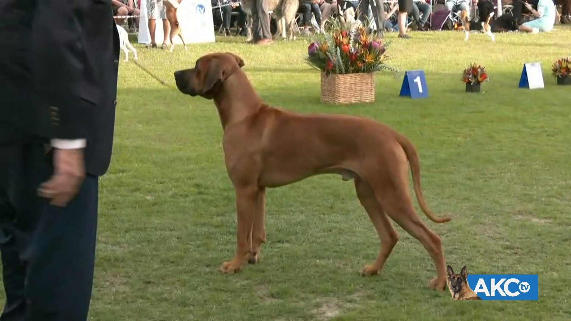 Hound Group - Saturday | AKC.tv