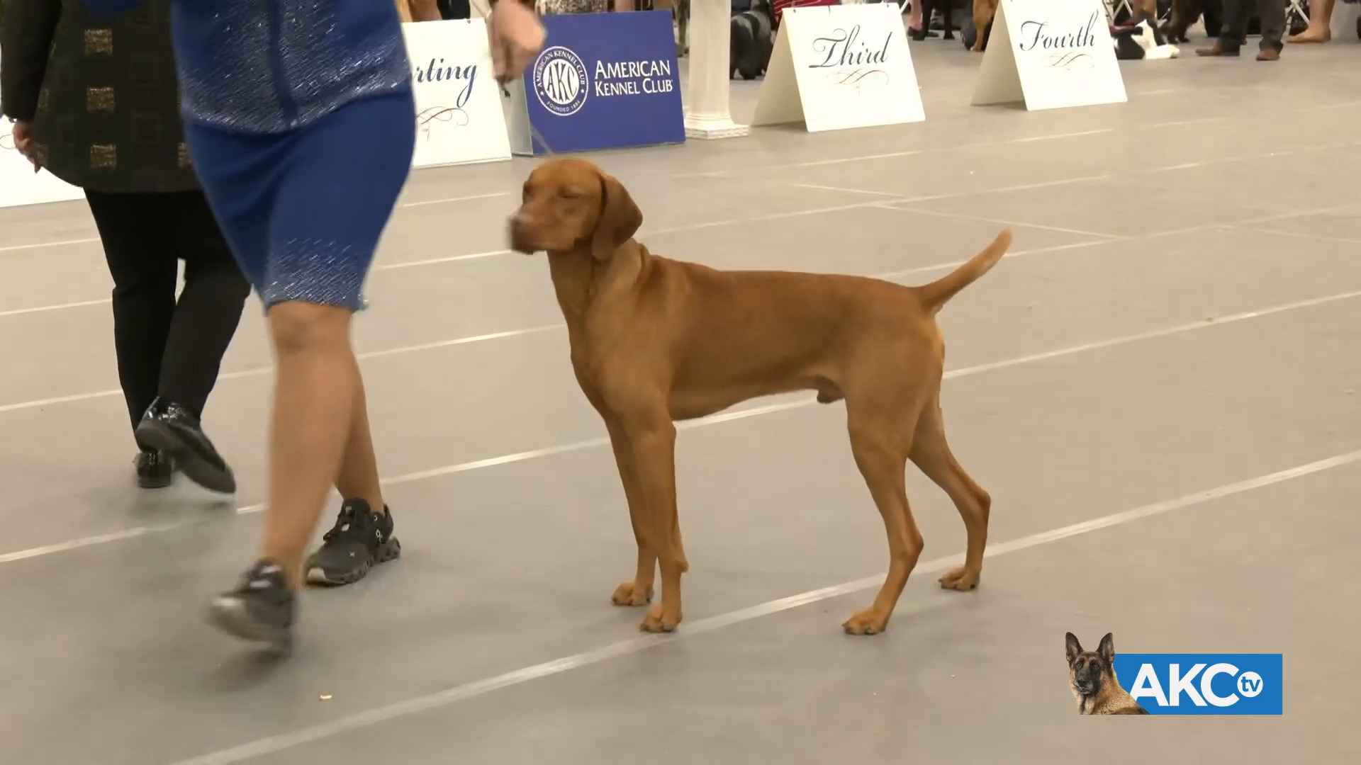 Sporting Group | AKC.tv