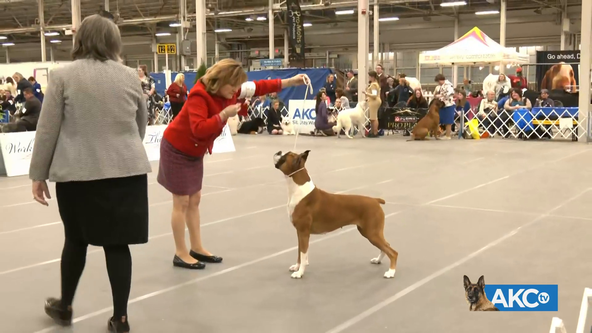 Working Group | AKC.tv