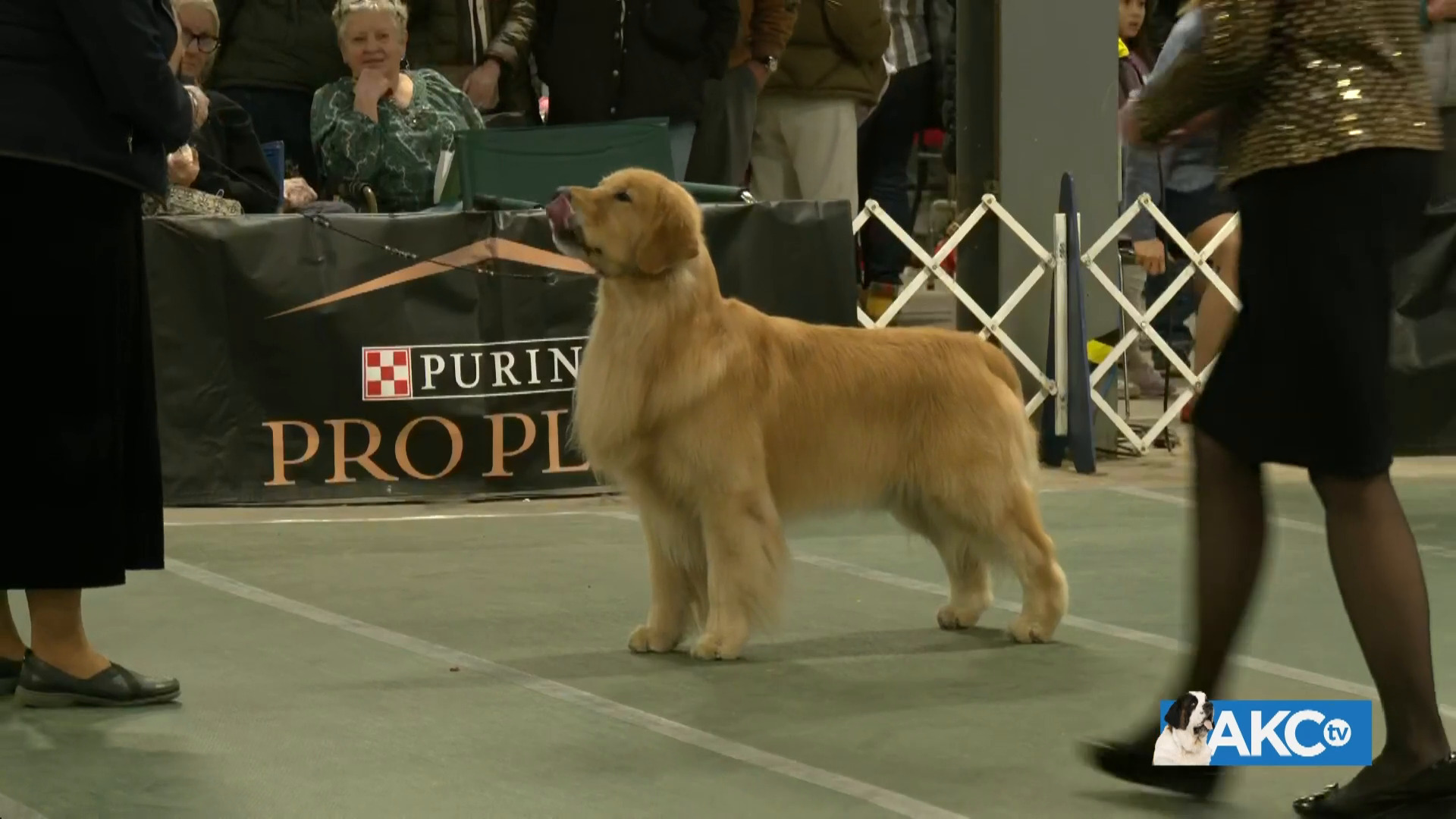 Sporting Group | AKC.tv