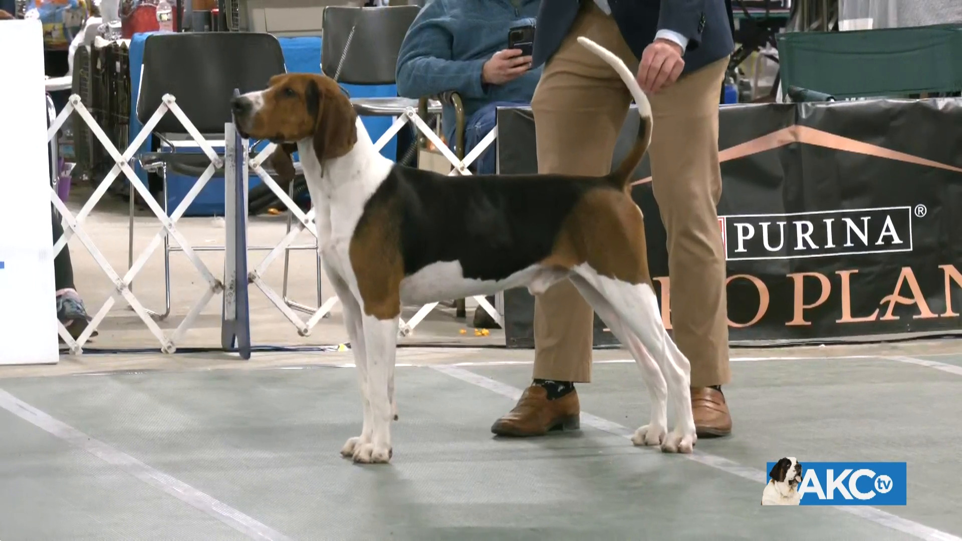 Best in Show | AKC.tv