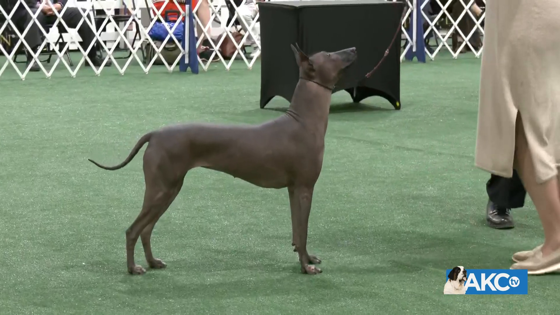 Non-Sporting Group | AKC.tv