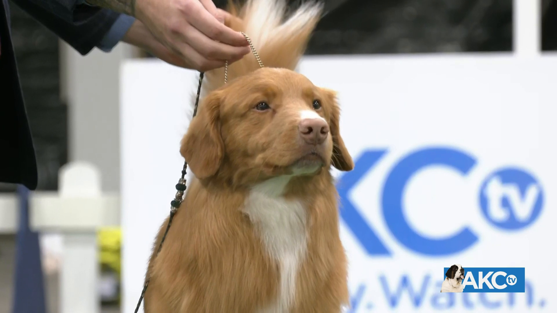 Best In Show | AKC.tv