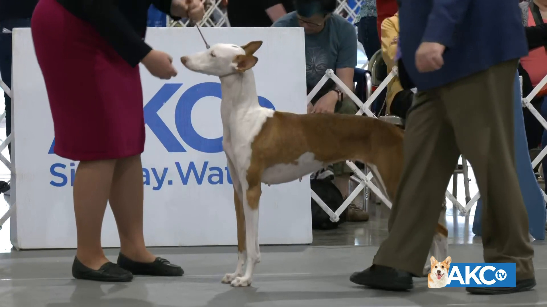 Hound Group | AKC.tv