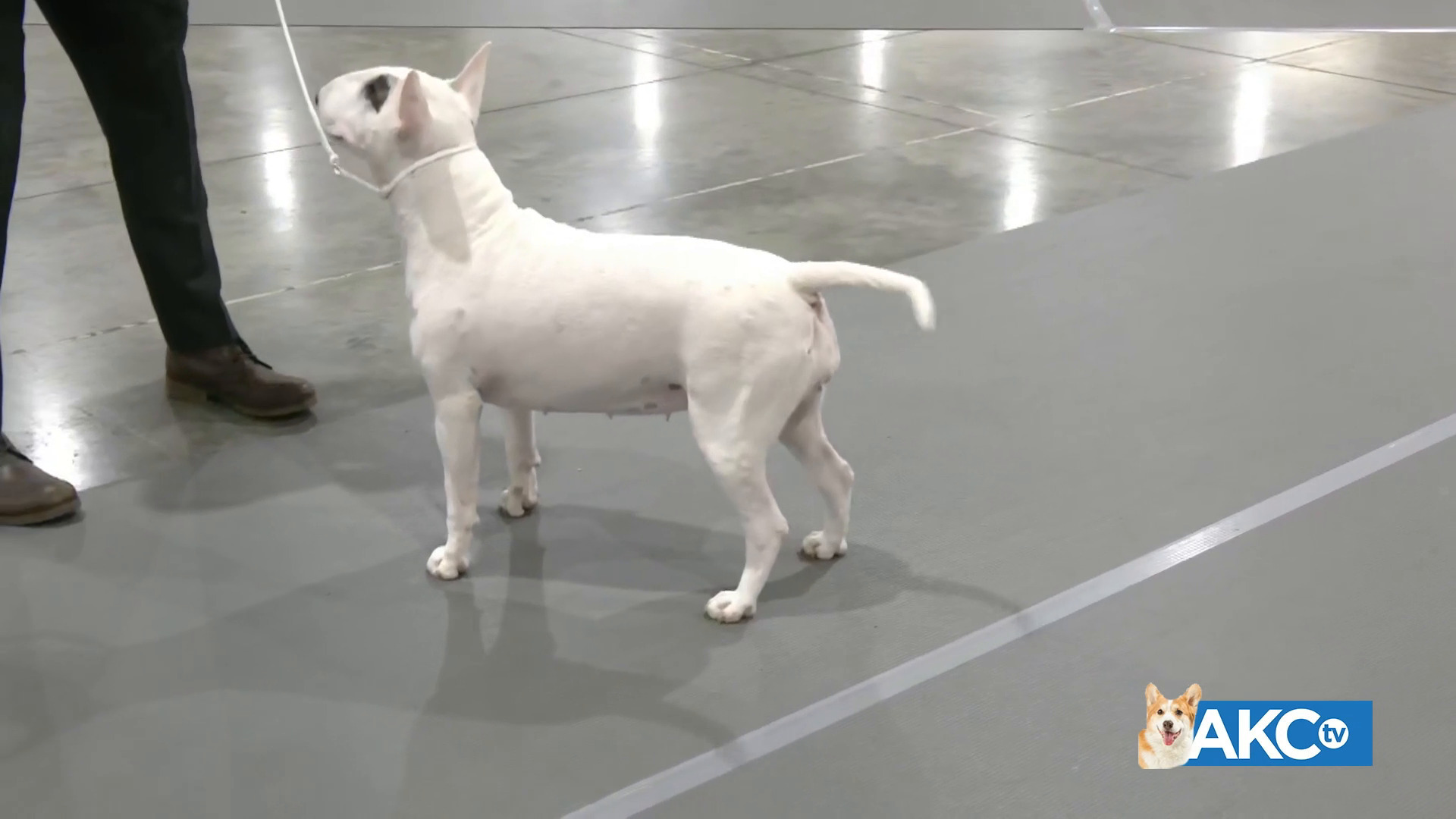 Terrier Group | AKC.tv