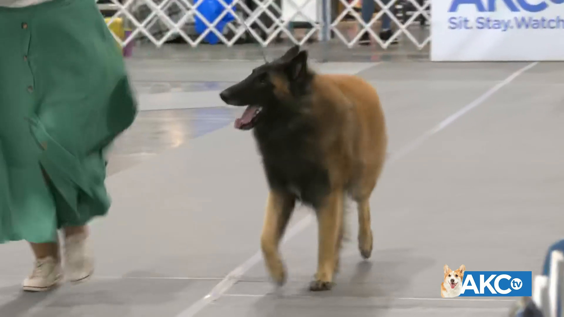 2024 Atlanta Kennel Club - Full Show | AKC.tv