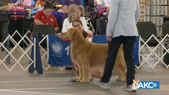 2024 Lone Star State Classic - Full Show Friday | AKC.tv
