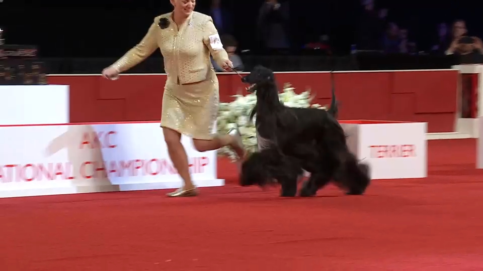 Best In Show | AKC.tv