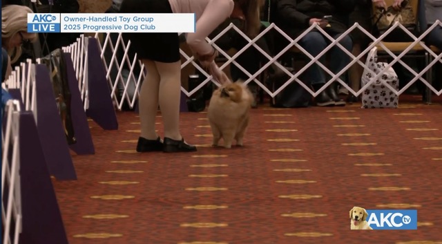 Owner-Handled Toy Group | AKC.tv