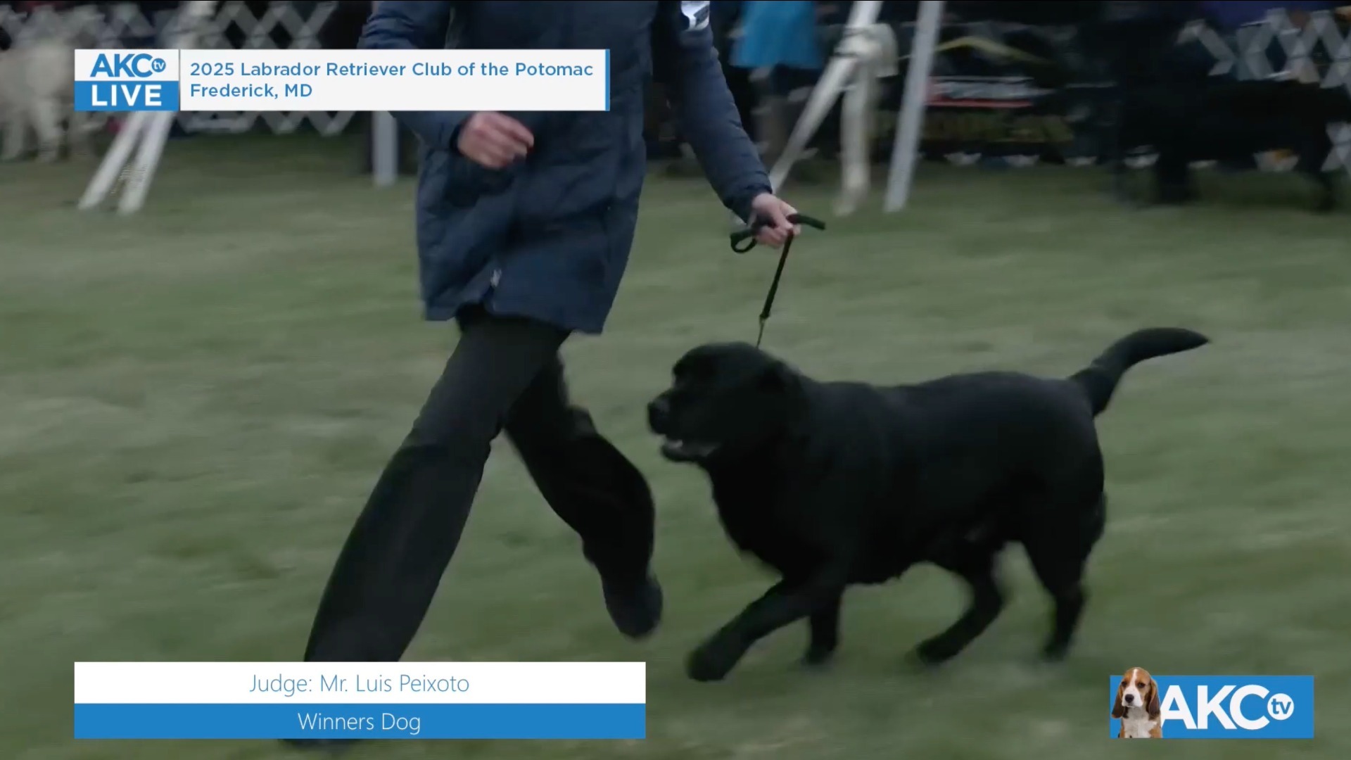 Thursday - Winners Dog | AKC.tv