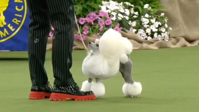 Best of Variety - Standard Poodle | AKC.tv