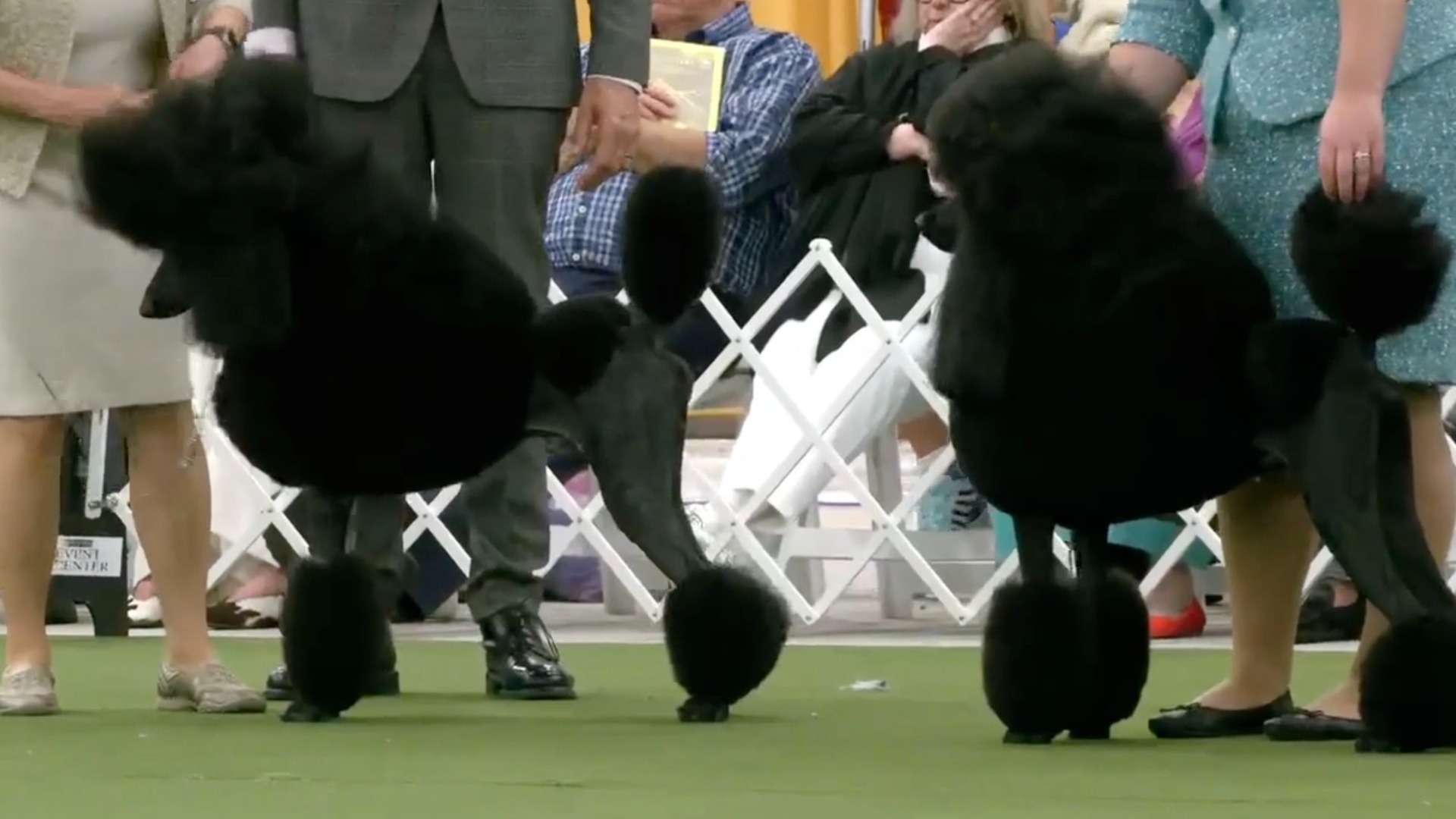 Best of Variety - Standard Poodle | AKC.tv
