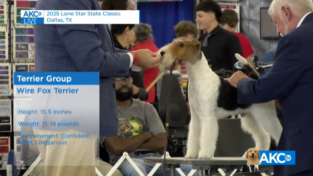 Best in Show - Saturday | AKC.tv